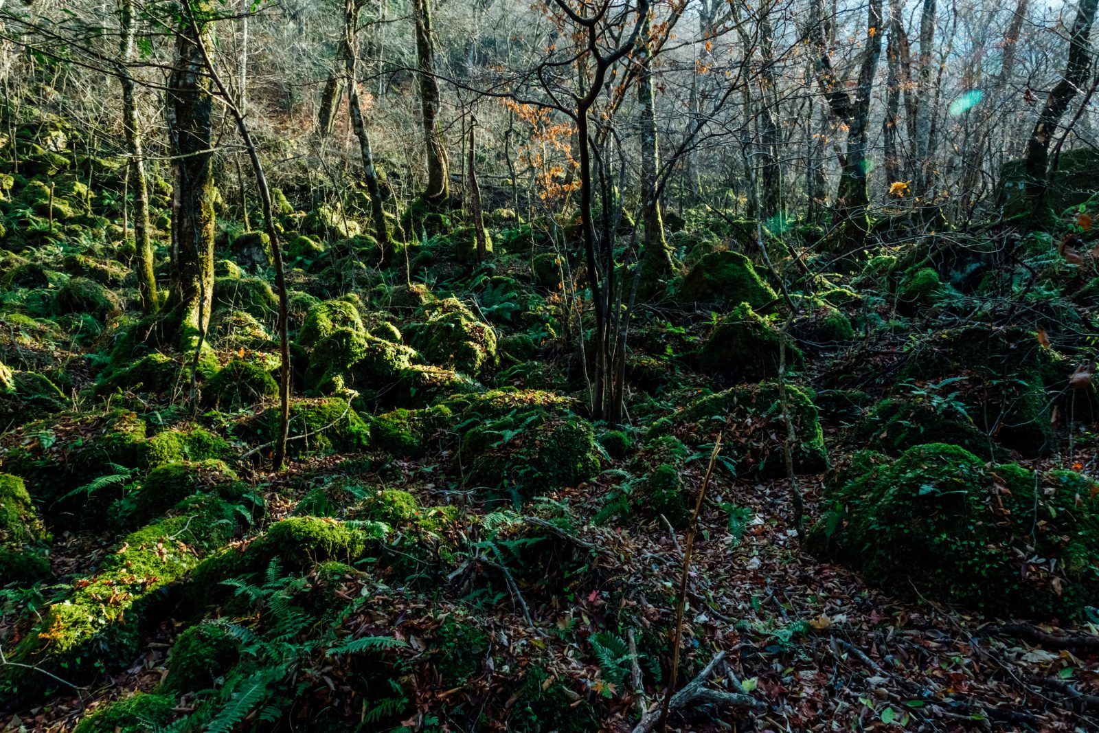 Oike Springs | Yufu Tourist Information