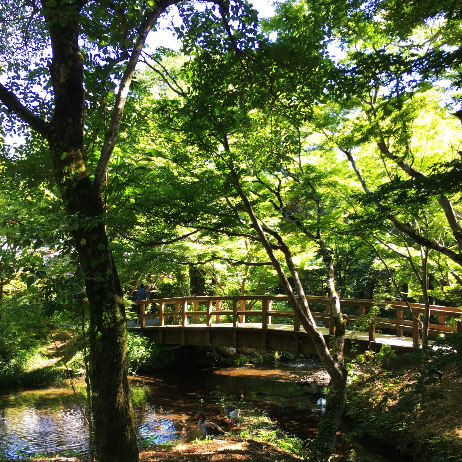 Lake Kinrin | Yufu Tourist Information